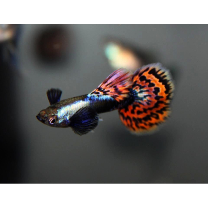 4x Guppy Dumbo Platinum Red Mosaic - AquaOrinoco
