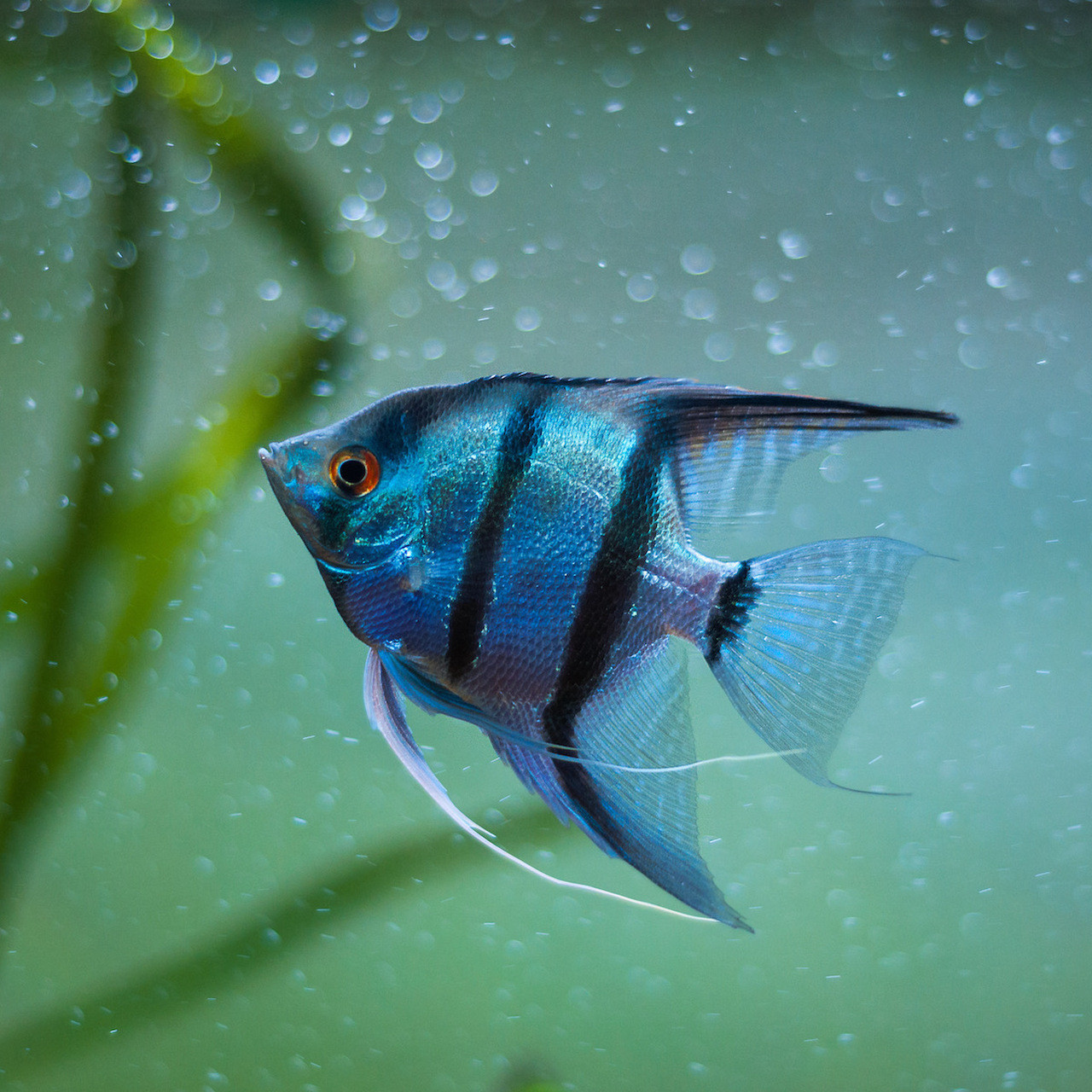Pez ángel Azul De Agua Dulce